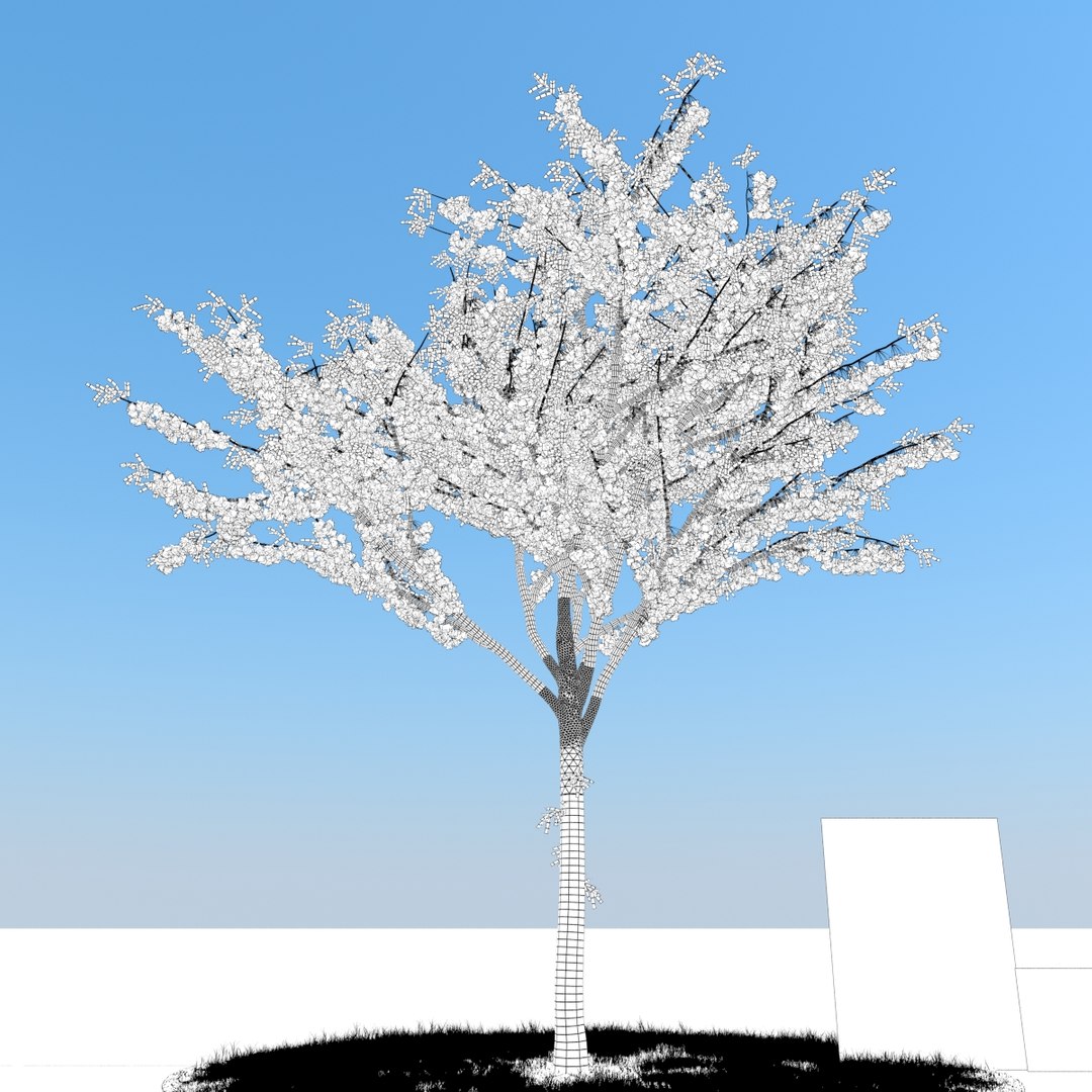 3d Realistic Cherry Tree Model