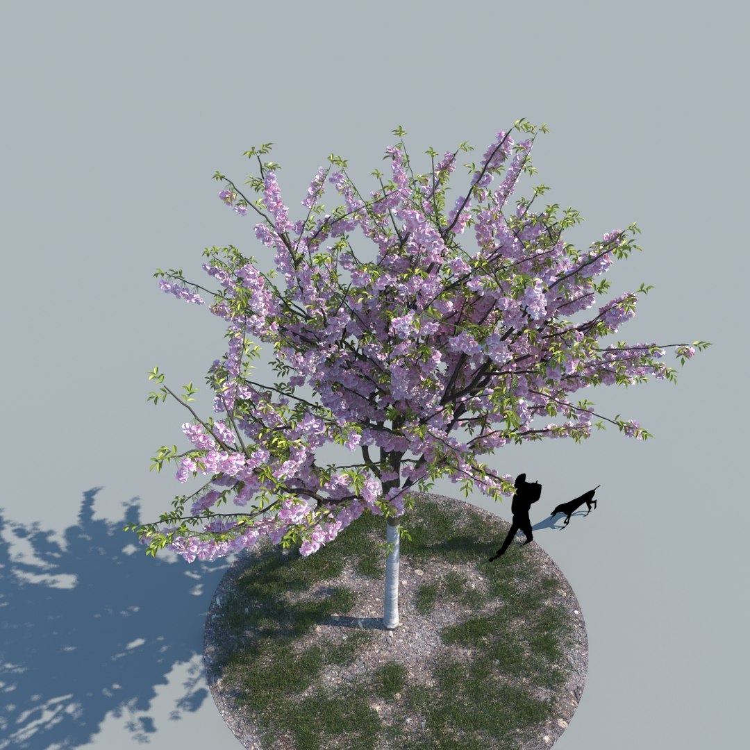3d Realistic Cherry Tree Model