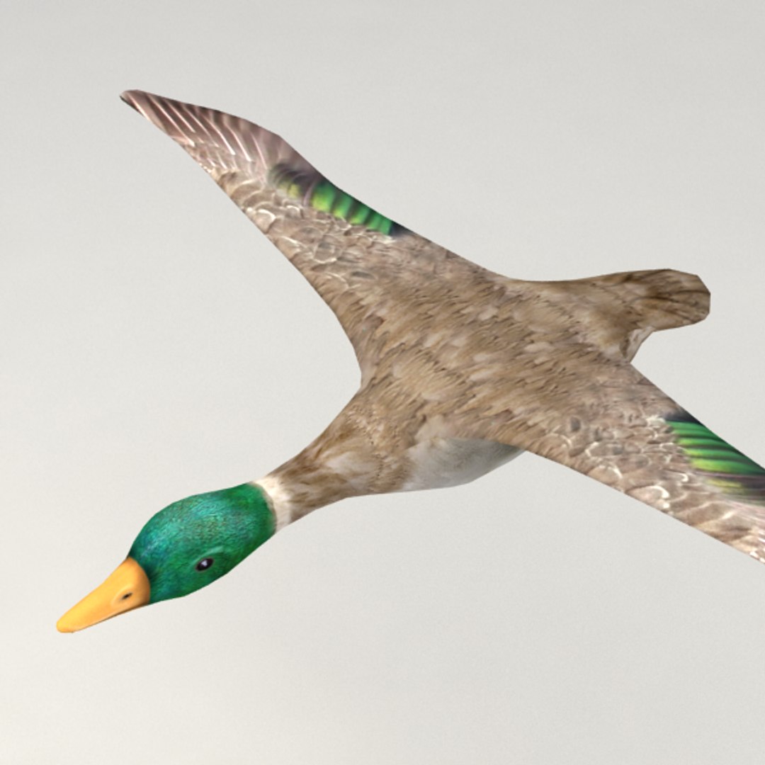 Rigged Flying Duck 3d 3ds