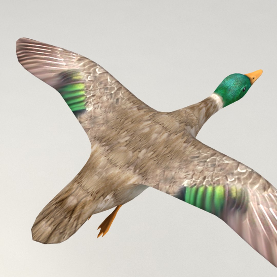 Rigged Flying Duck 3d 3ds