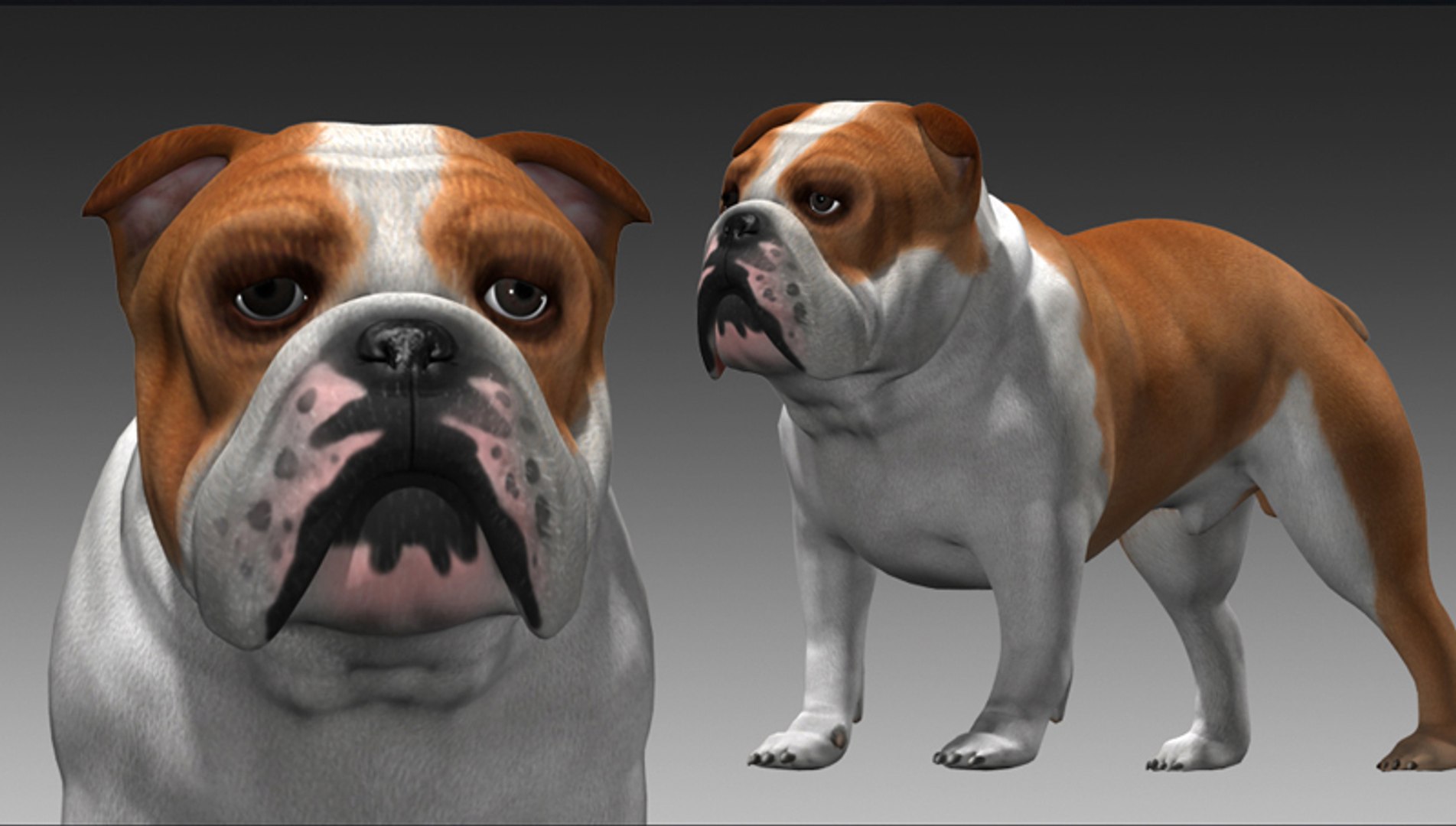 bulldog 3d obj