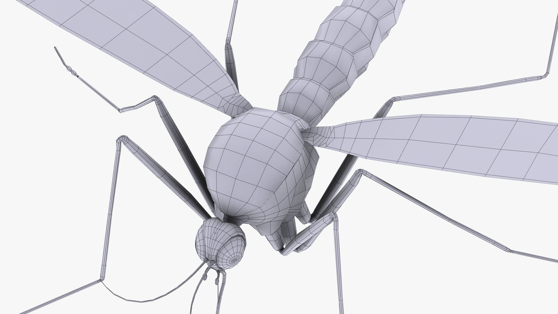 Mosquito 3d Model