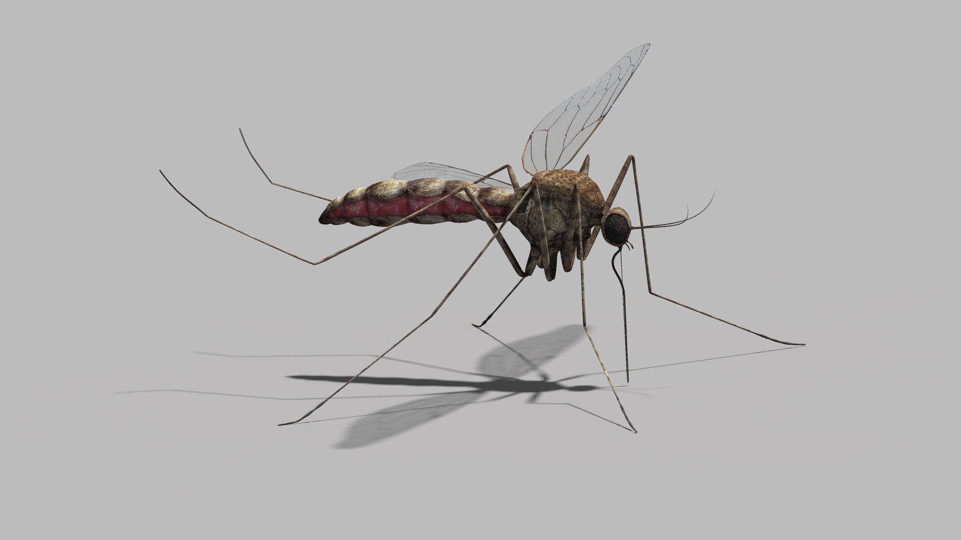 Mosquito 3d Model