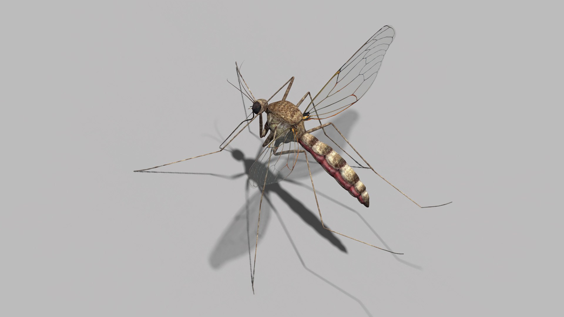 Mosquito 3d Model