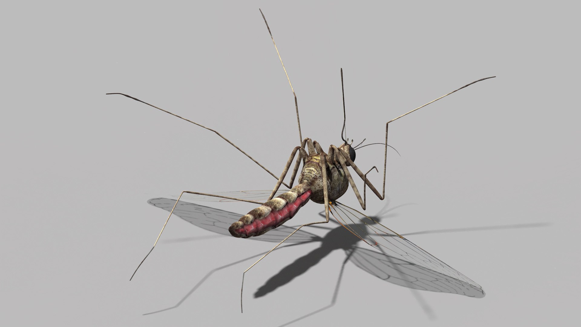 Mosquito 3d Model