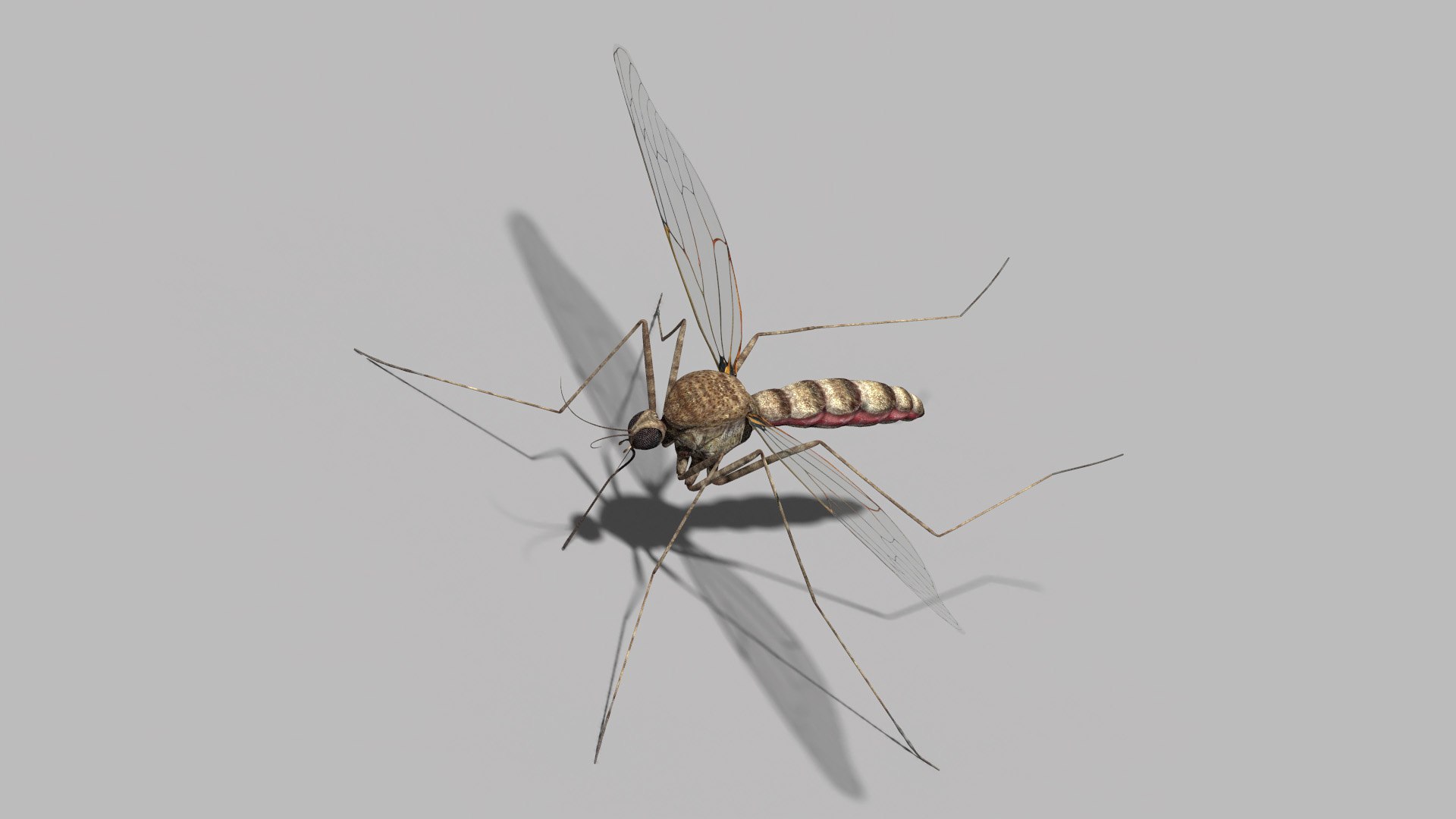 Mosquito 3d Model