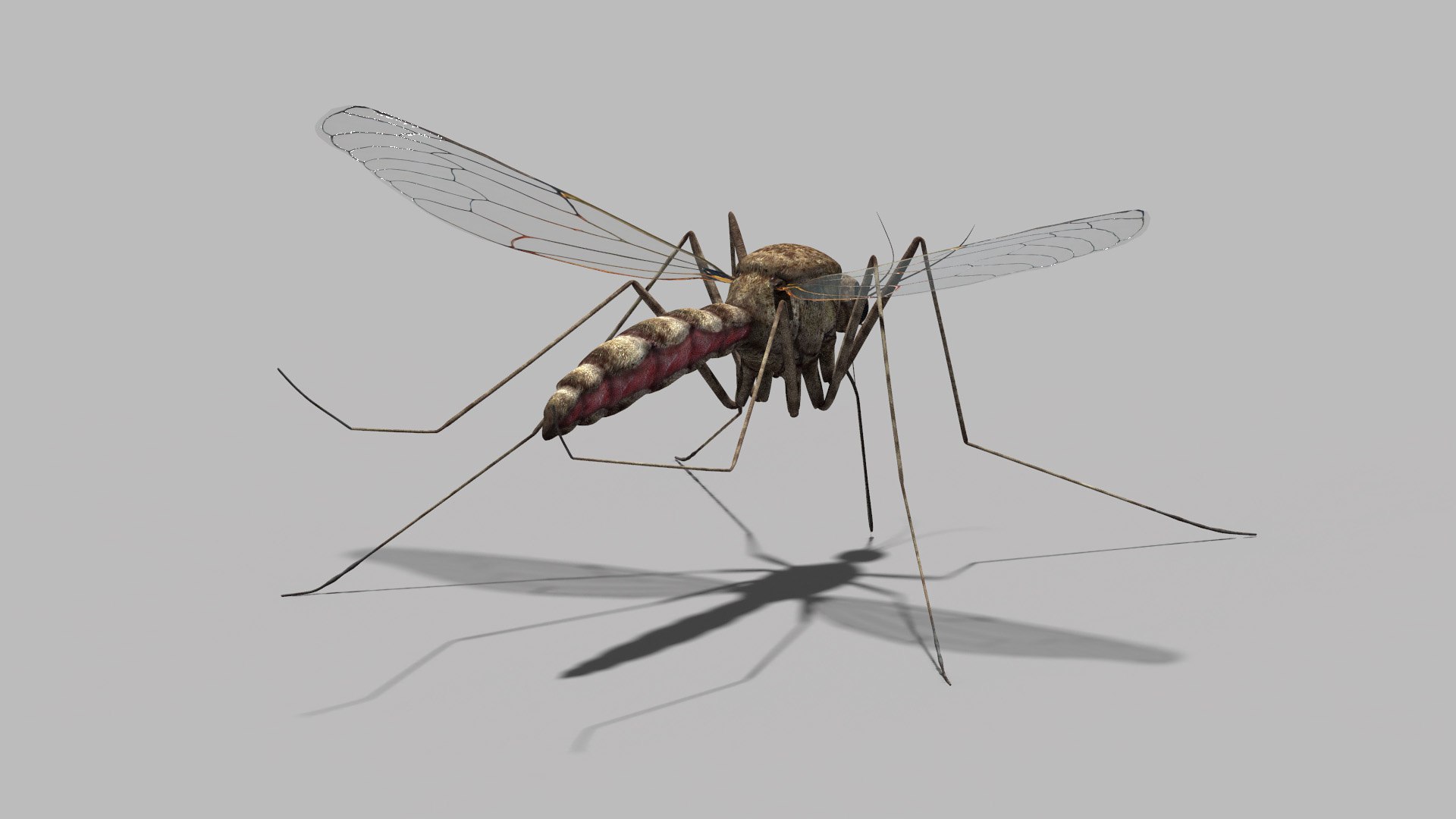Mosquito 3d Model