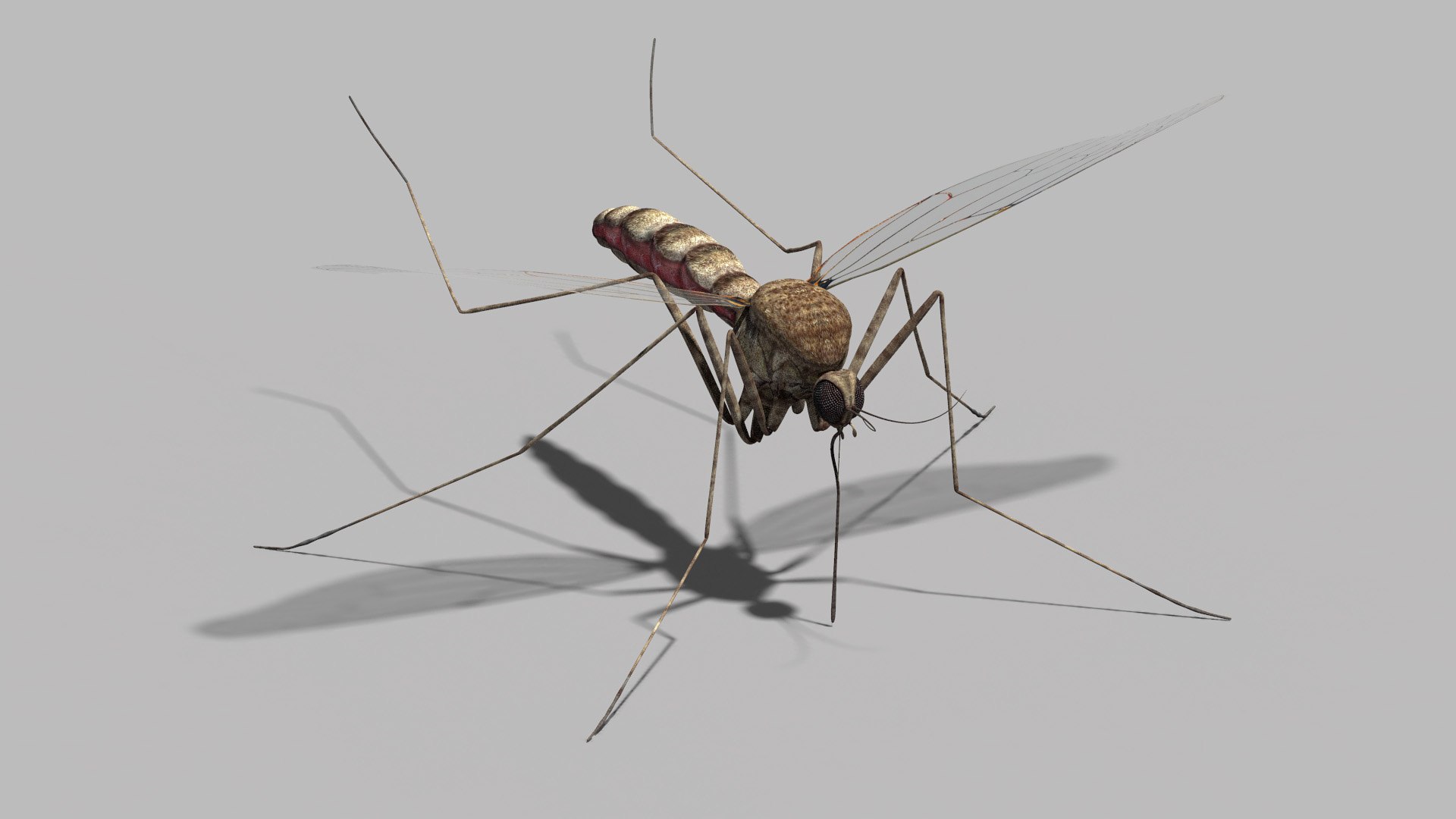 Mosquito 3d Model