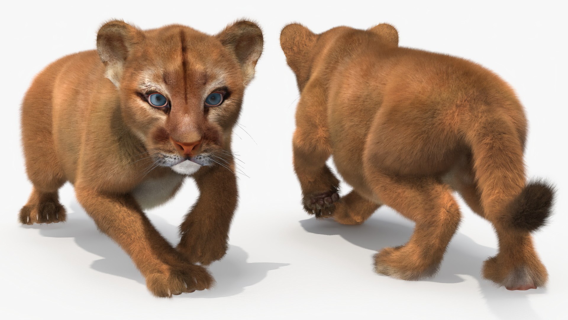 Puma Cub Sneaking Pose With Fur 3D - TurboSquid 2349709
