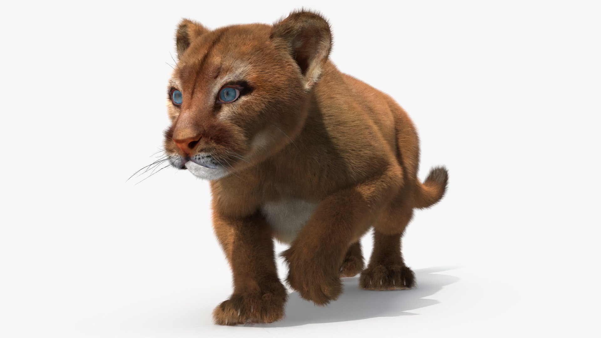 Puma Cub Sneaking Pose With Fur 3D - TurboSquid 2349709