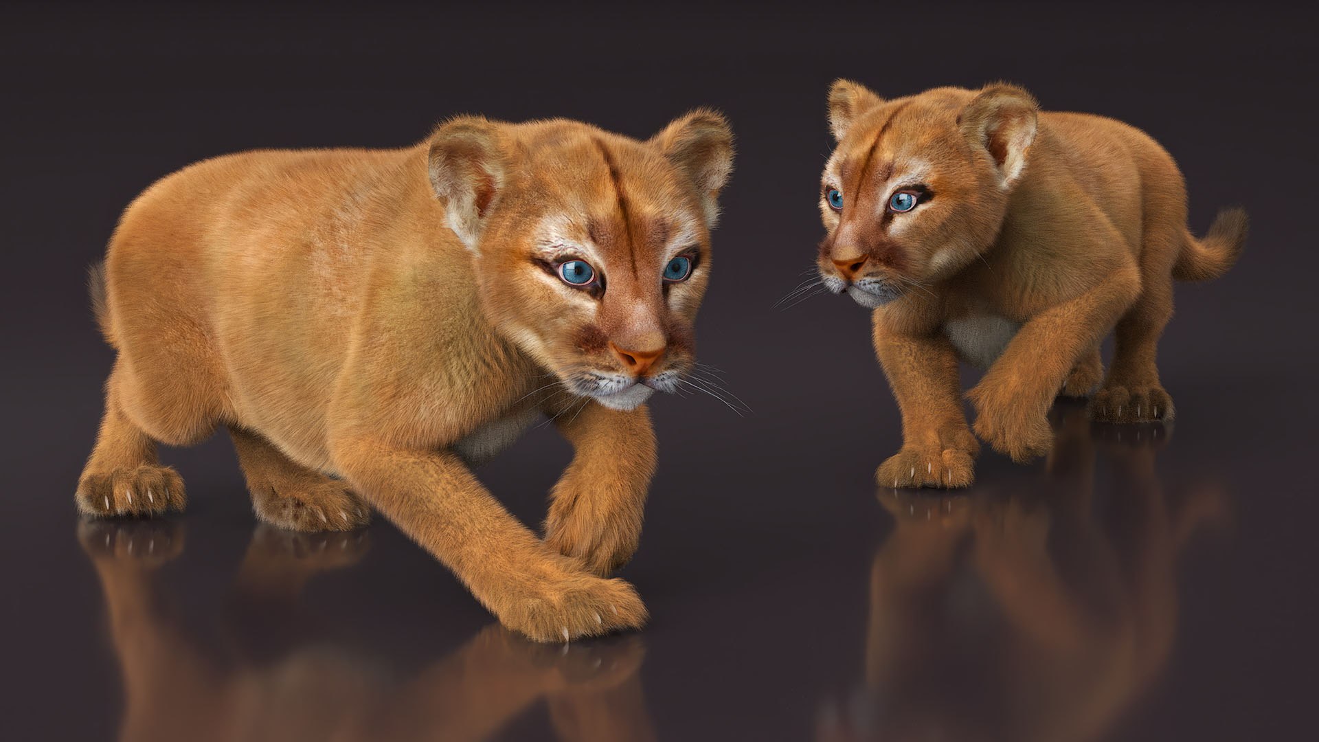 Puma Cub Sneaking Pose With Fur 3D - TurboSquid 2349709