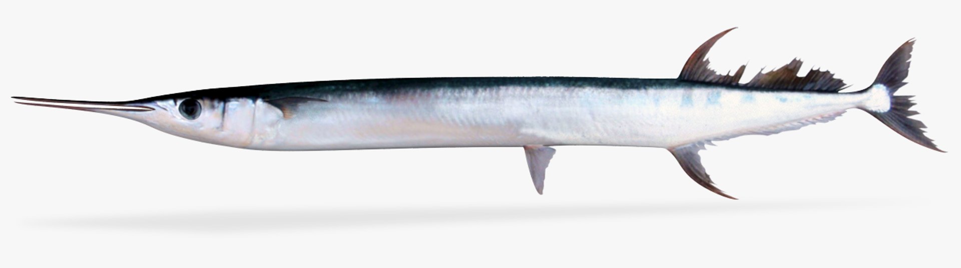 Flat needlefish 3D model - TurboSquid 1306443