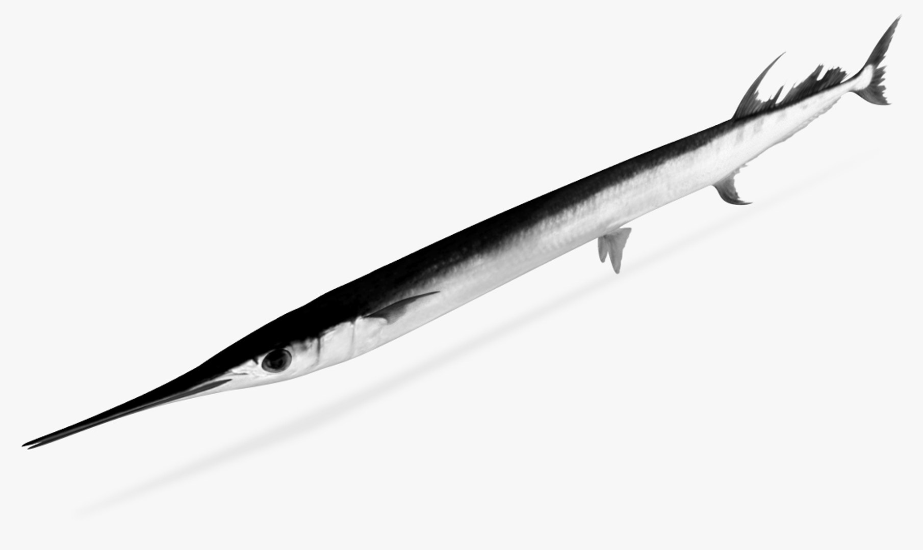 Flat Needlefish 3D Model - TurboSquid 1306443
