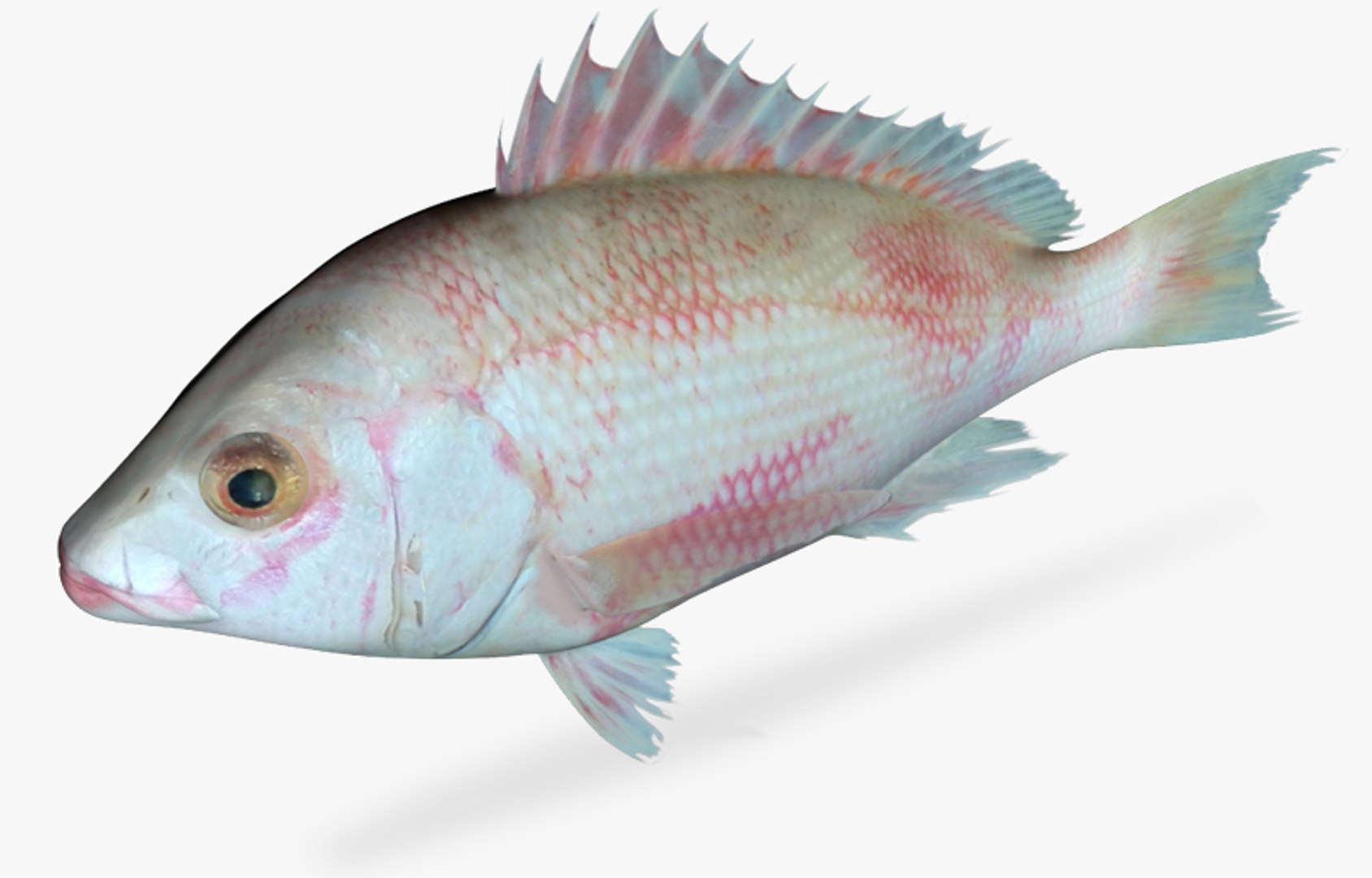 Atlantic Red Snapper 3d Model