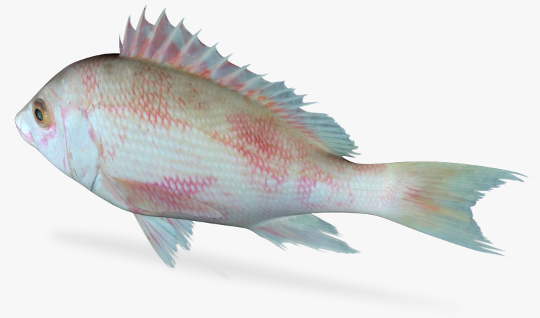 Atlantic Red Snapper 3d Model