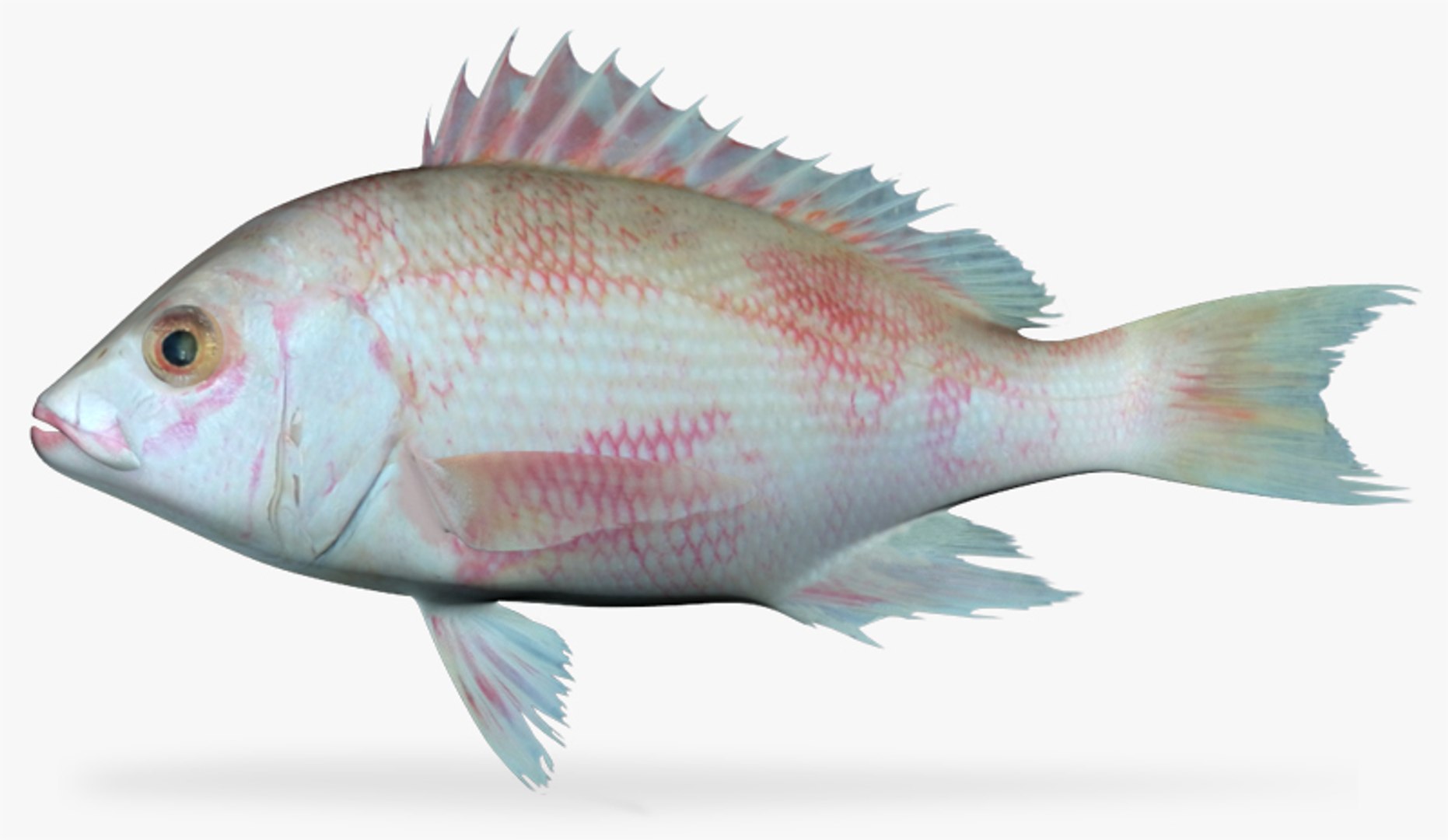 Atlantic Red Snapper 3d Model