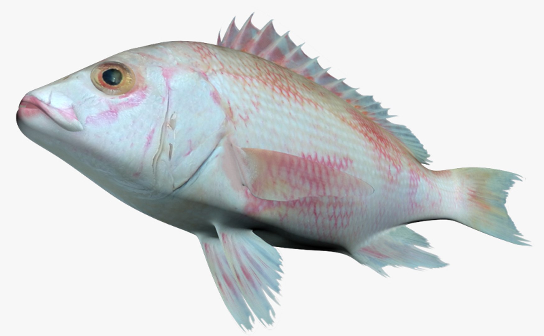 Atlantic Red Snapper 3d Model