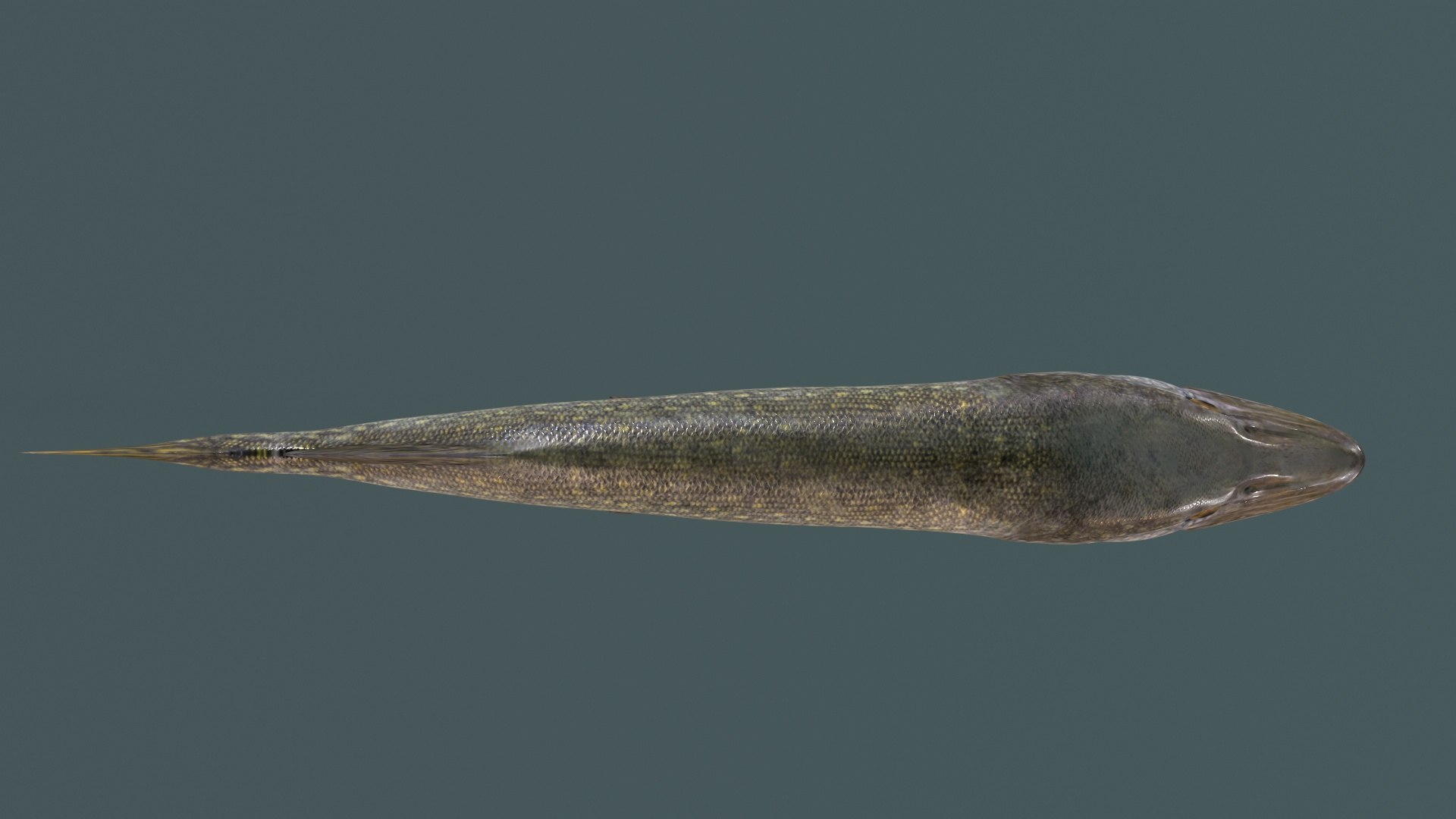 Pike Fish Low-poly 3D Model 3D - TurboSquid 1981881