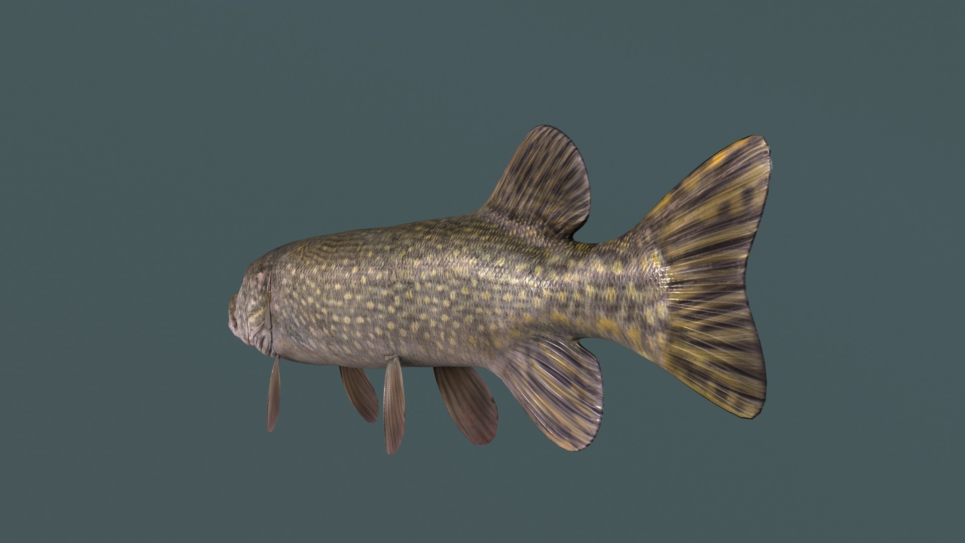 Pike Fish Low-poly 3D Model 3D - TurboSquid 1981881