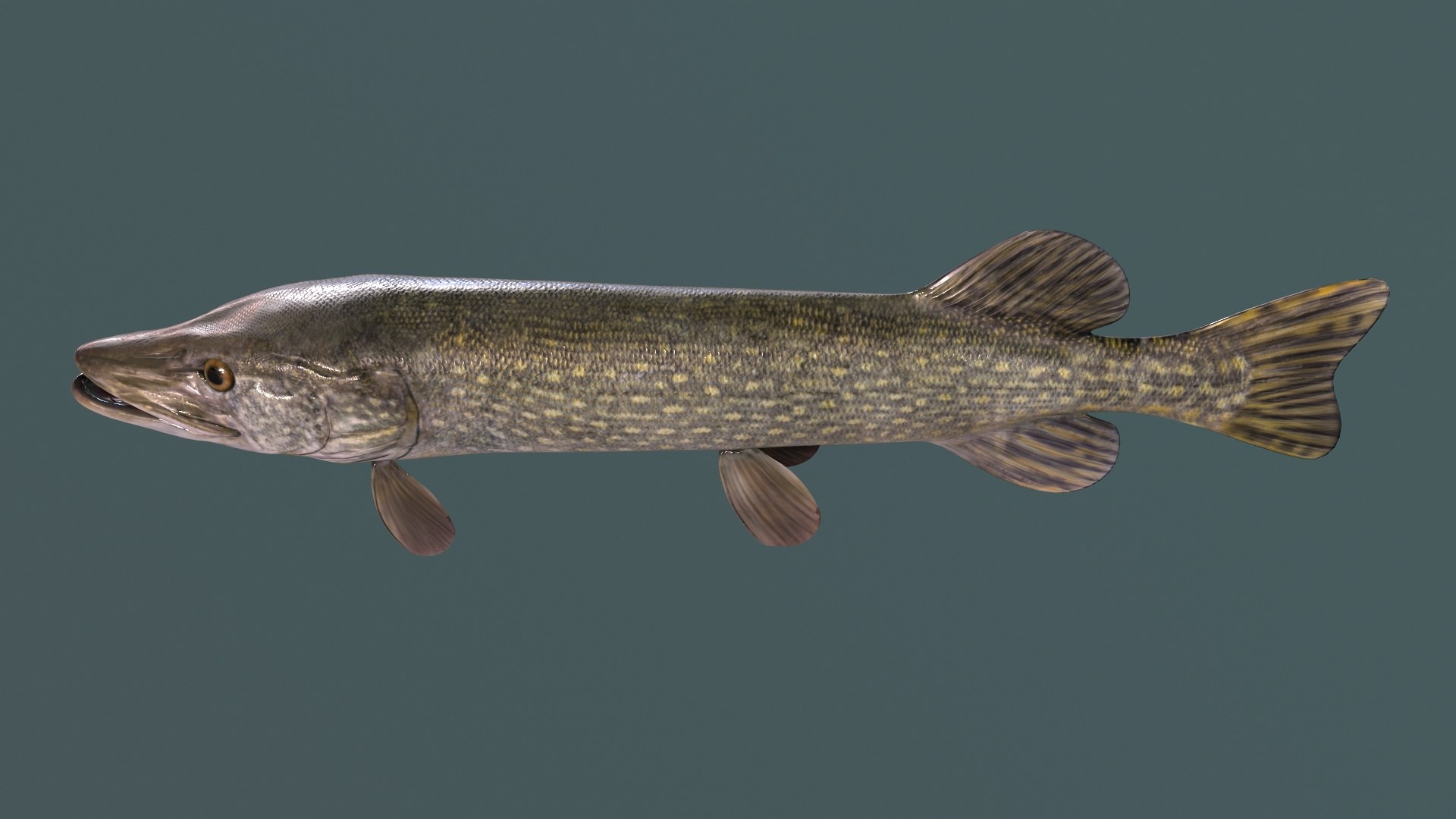 Pike Fish Low-poly 3D Model 3D - TurboSquid 1981881