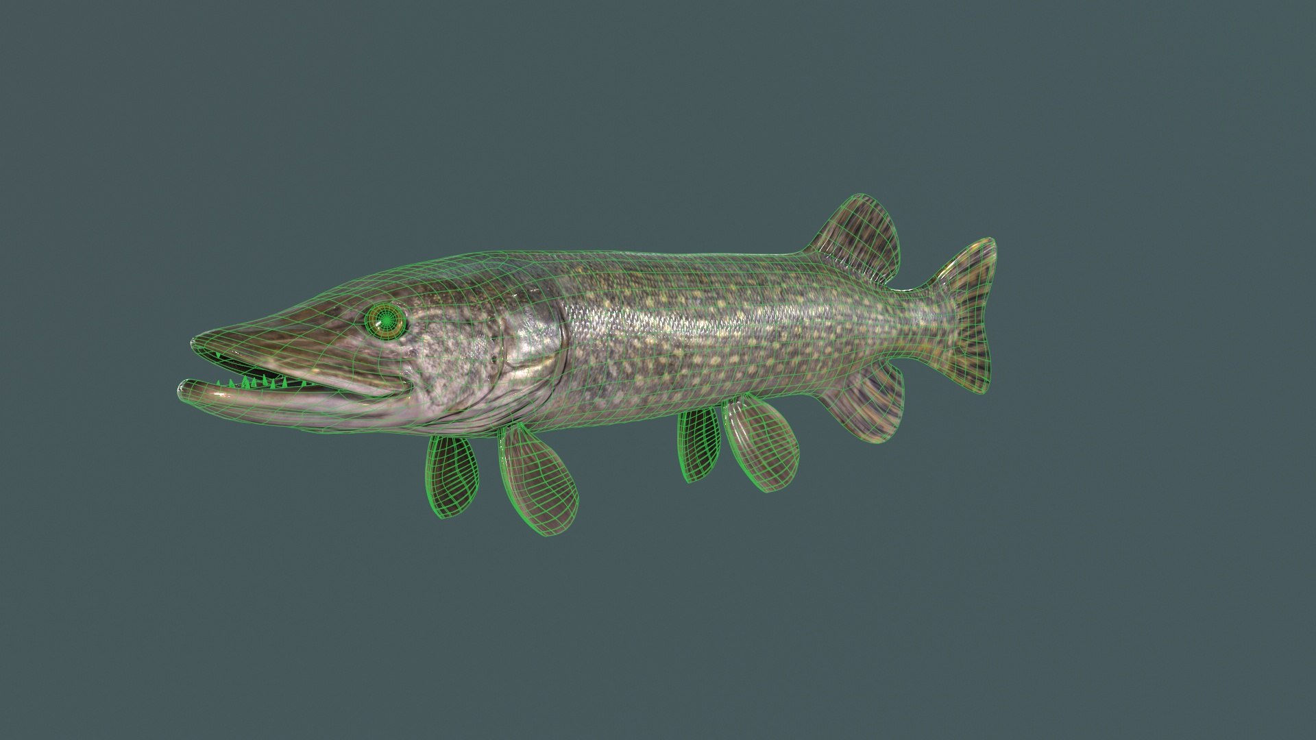 Pike Fish Low-poly 3D Model 3D - TurboSquid 1981881