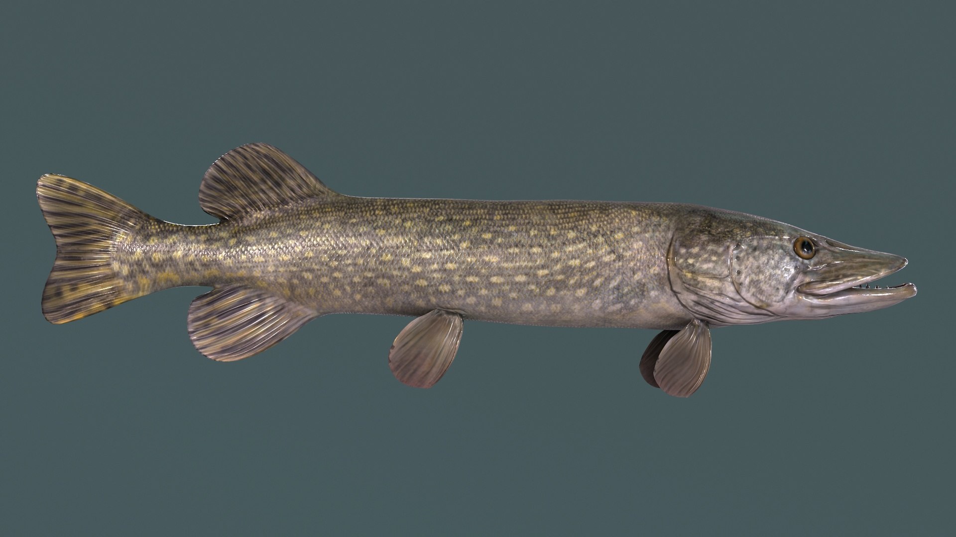 Pike Fish Low-poly 3D Model 3D - TurboSquid 1981881
