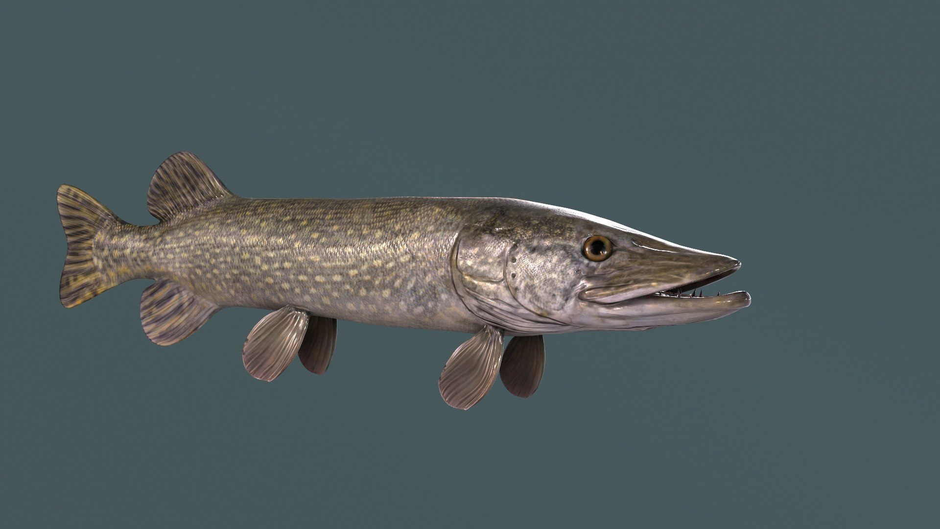 Pike Fish Low-poly 3D Model 3D - TurboSquid 1981881