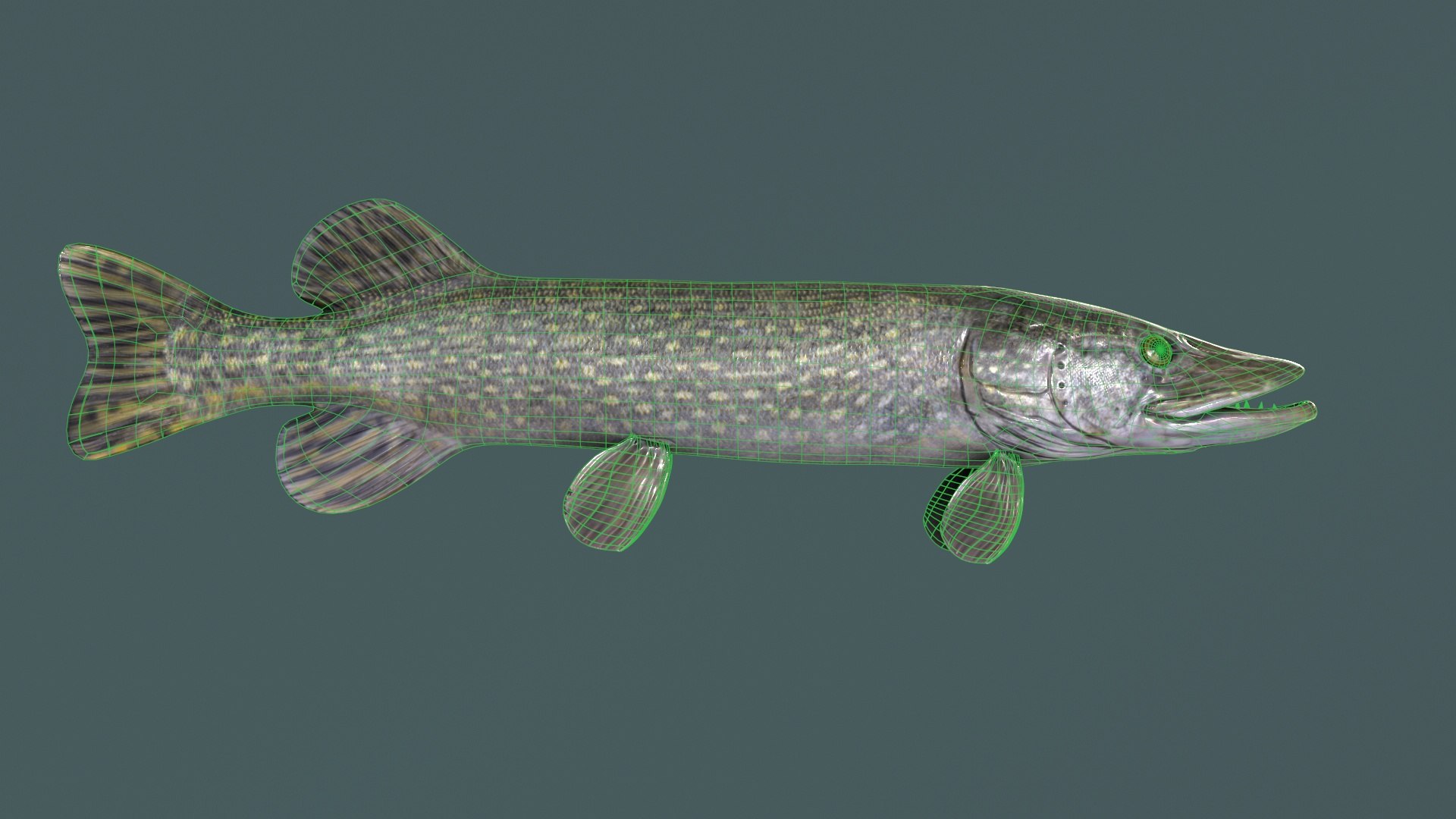 Pike Fish Low-poly 3D Model 3D - TurboSquid 1981881