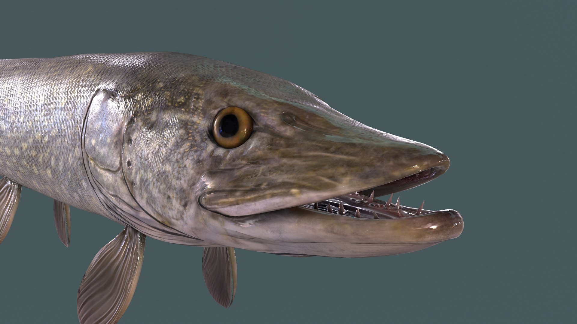 Pike Fish Low-poly 3D Model 3D - TurboSquid 1981881