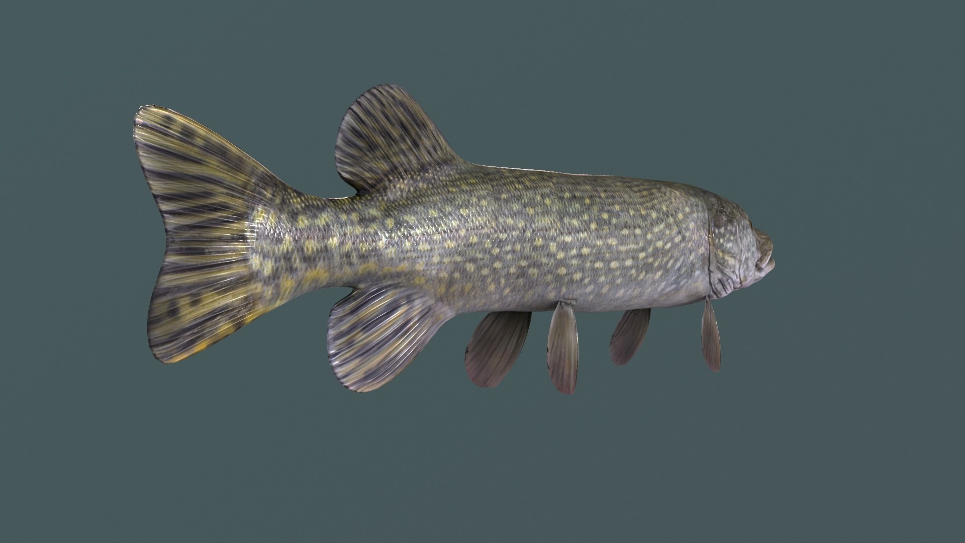 Pike Fish Low-poly 3D Model 3D - TurboSquid 1981881