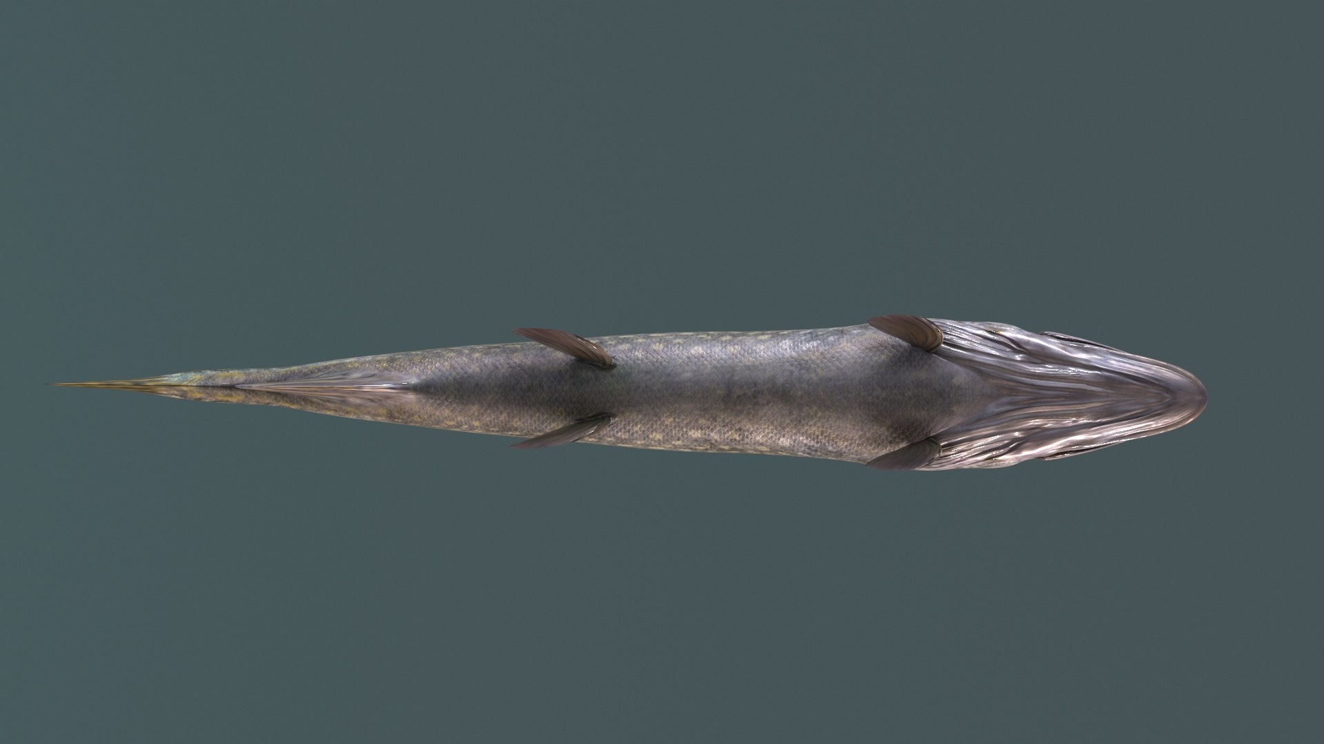 Pike Fish Low-poly 3D Model 3D - TurboSquid 1981881
