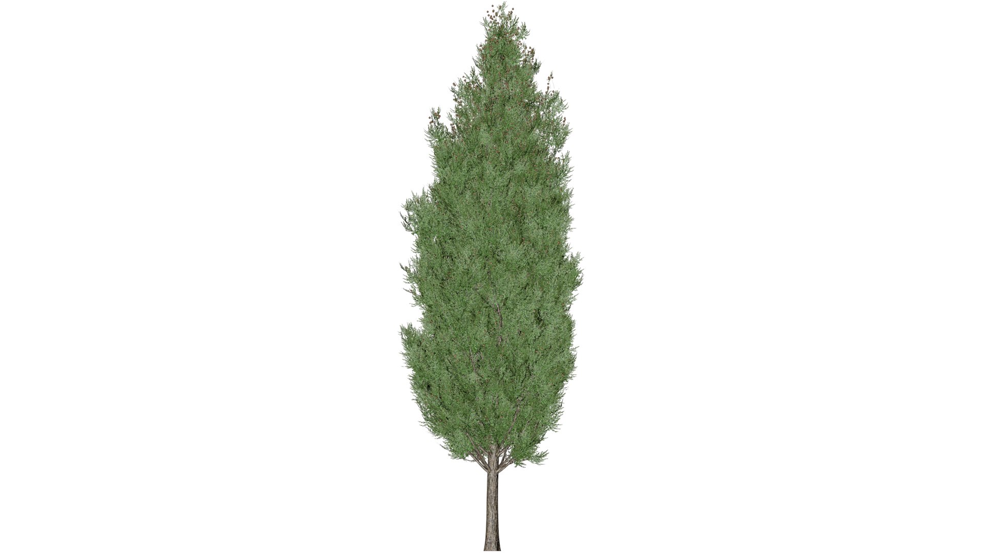 Italian Cypress Tree - 09 - Model - TurboSquid 2373539