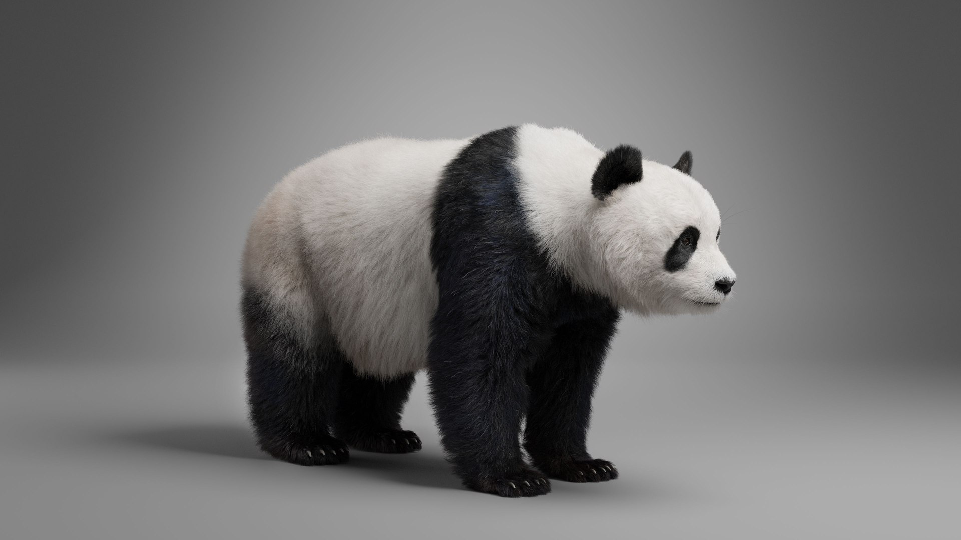 3D model Panda Animation Vfx Grace - TurboSquid 2152911