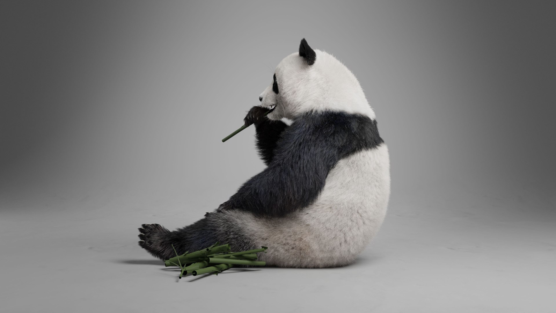 3D Model Panda Animation Vfx Grace - TurboSquid 2152911