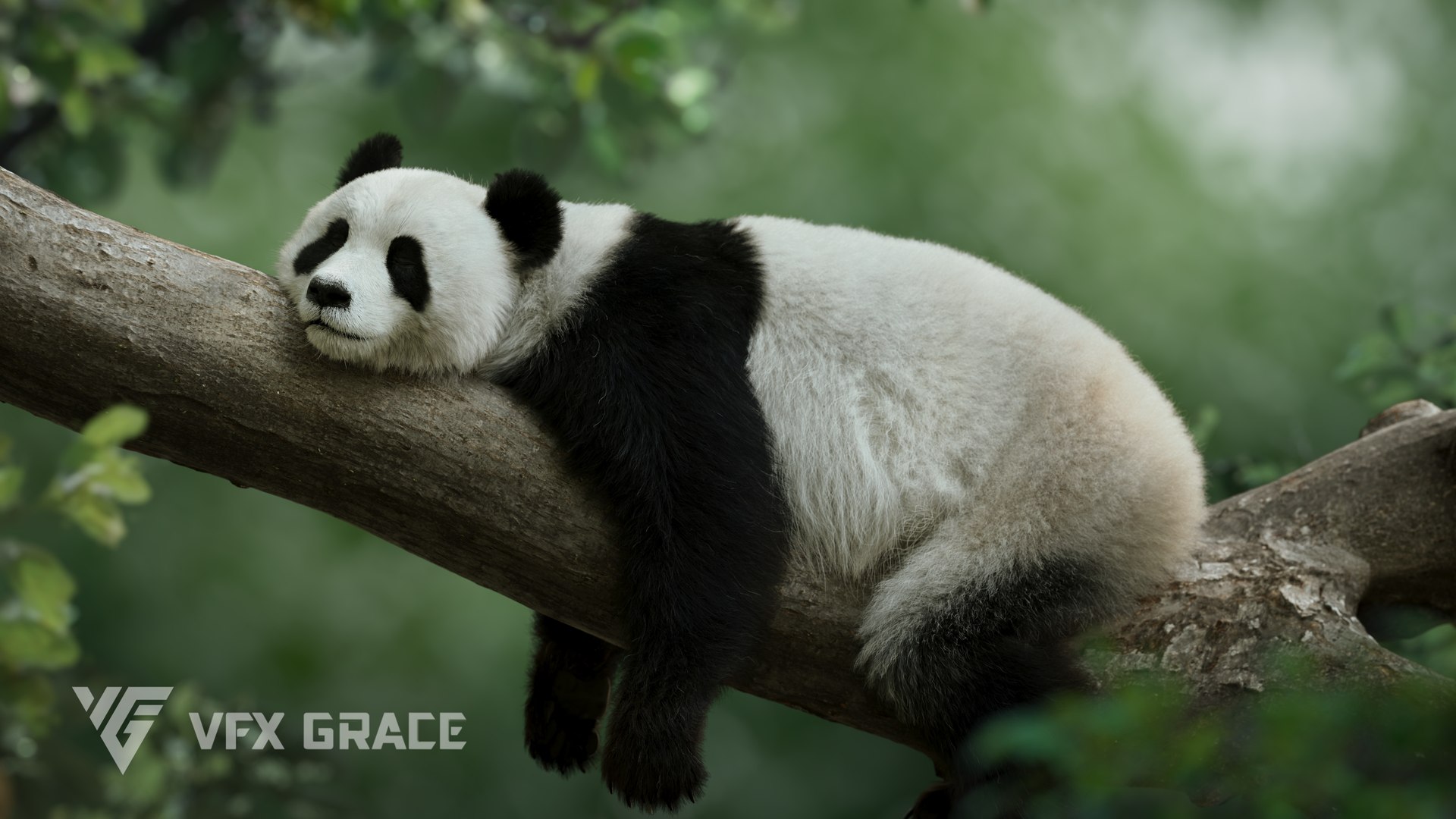 3D model Panda Animation Vfx Grace - TurboSquid 2152911