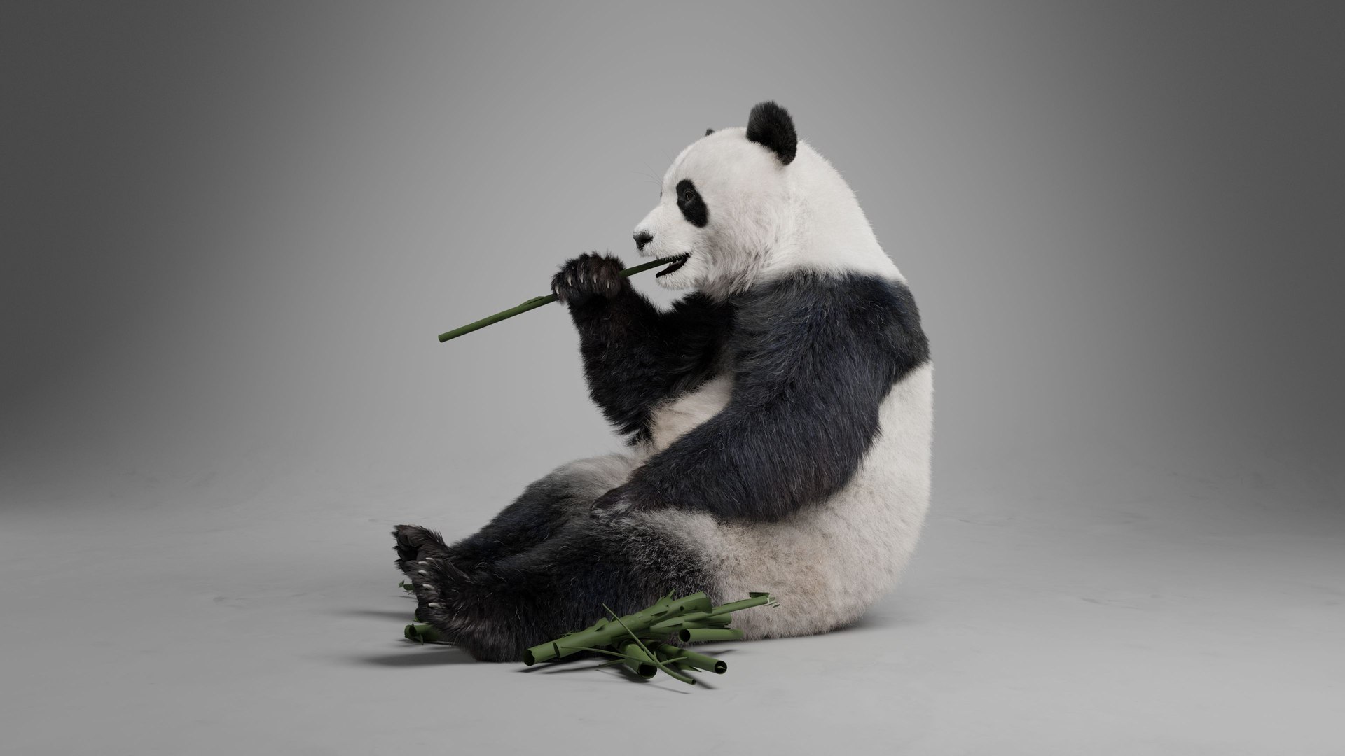 3D Model Panda Animation Vfx Grace - TurboSquid 2152911
