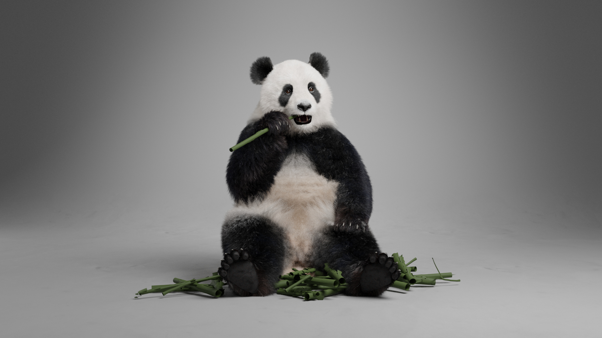 3D model Panda Animation Vfx Grace - TurboSquid 2152911
