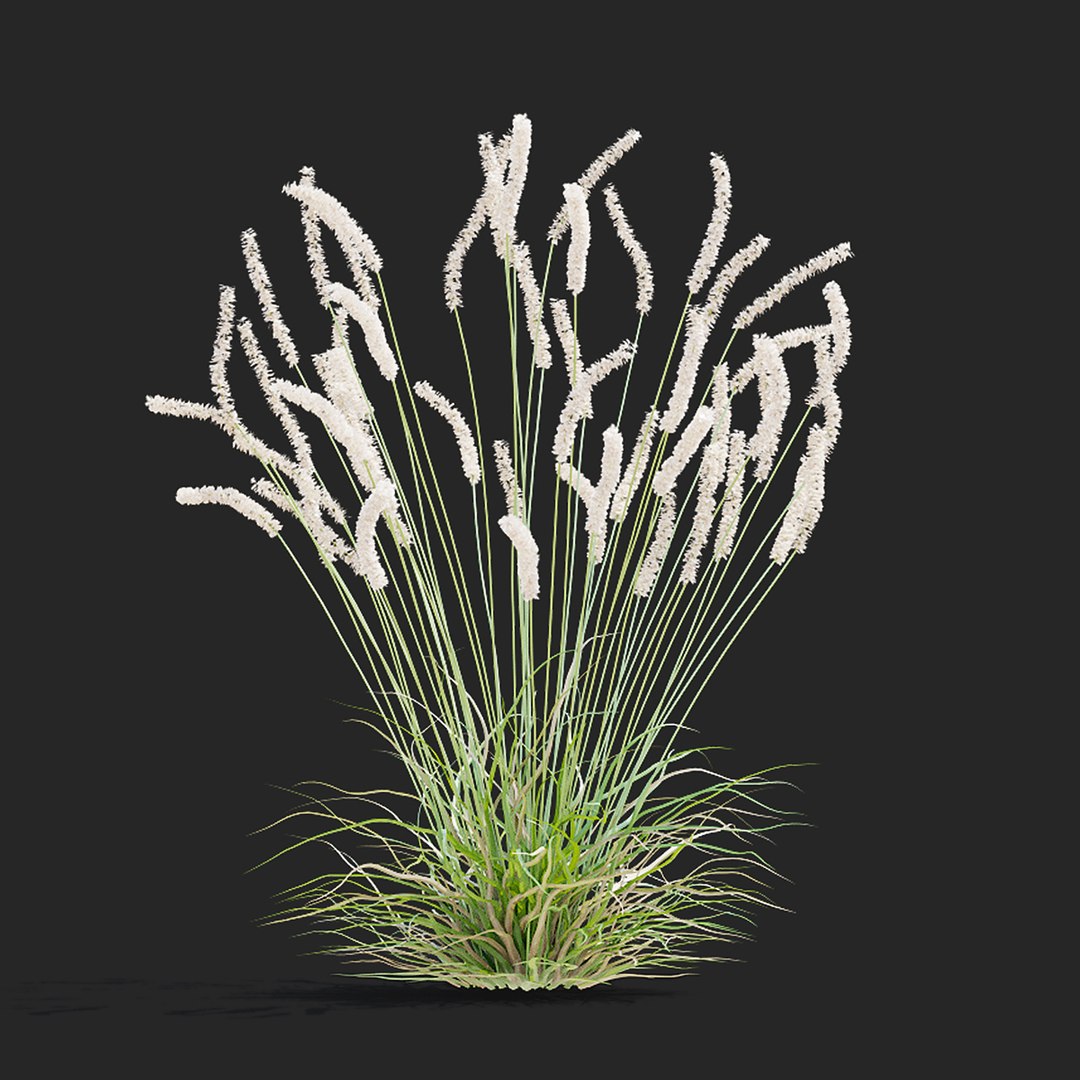 3D Melica Ciliata Fountain Grass - TurboSquid 1996503