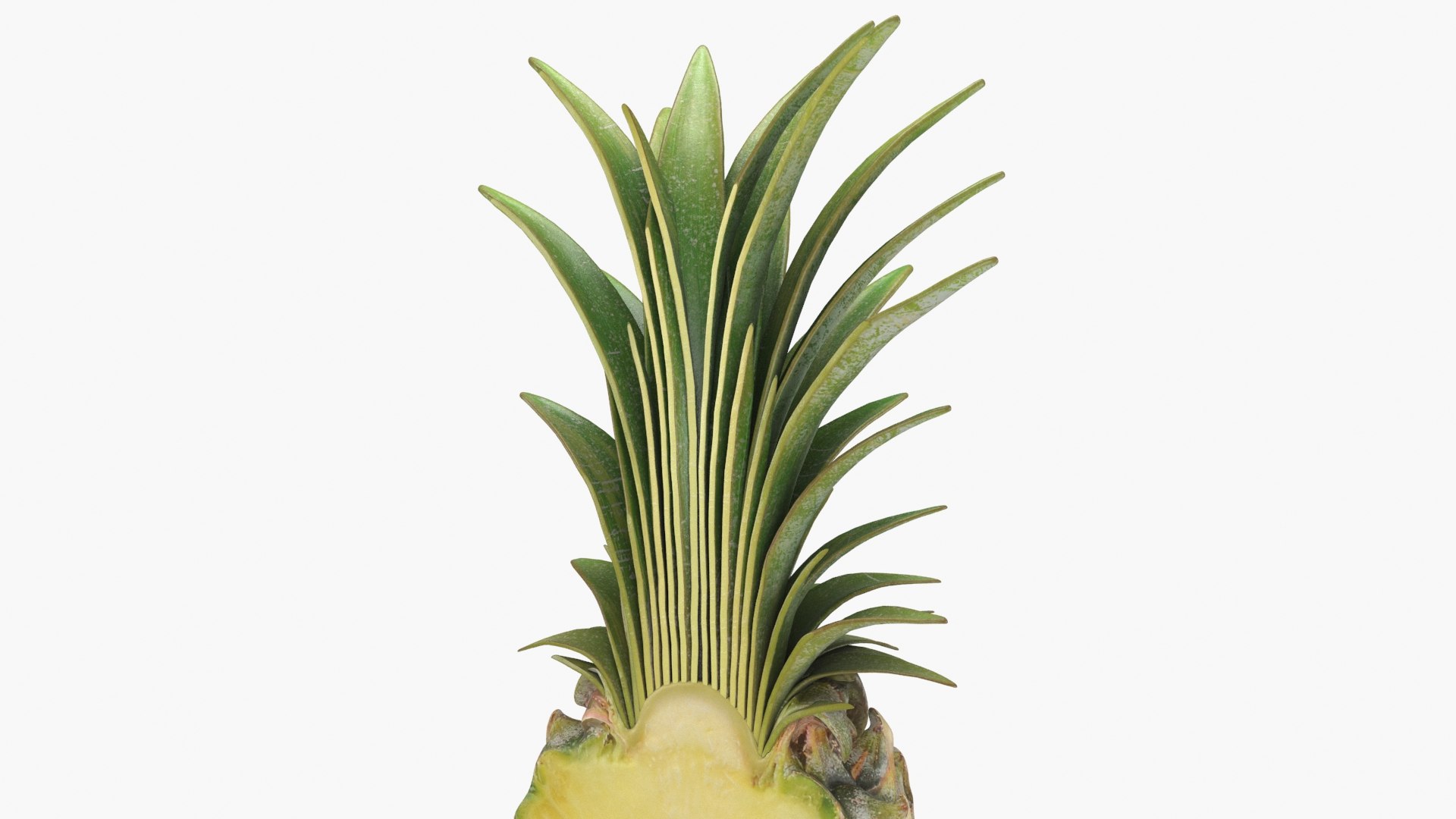 Half Pineapple 3D - TurboSquid 2087116