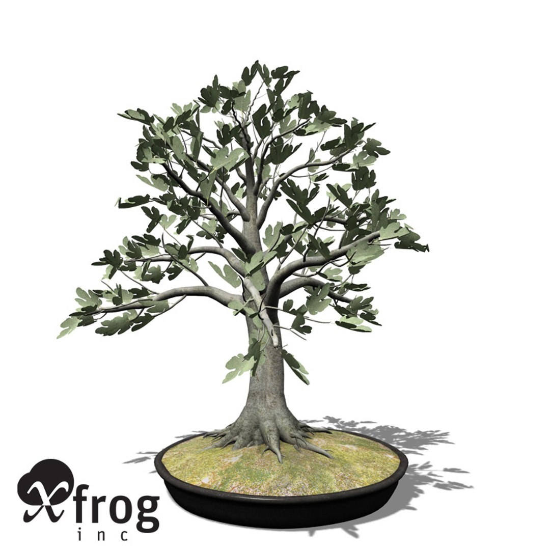 Fig Tree 3d Model