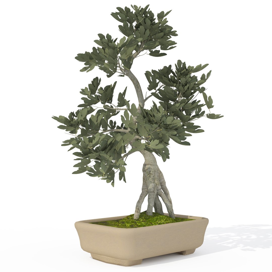Fig Tree 3d Model