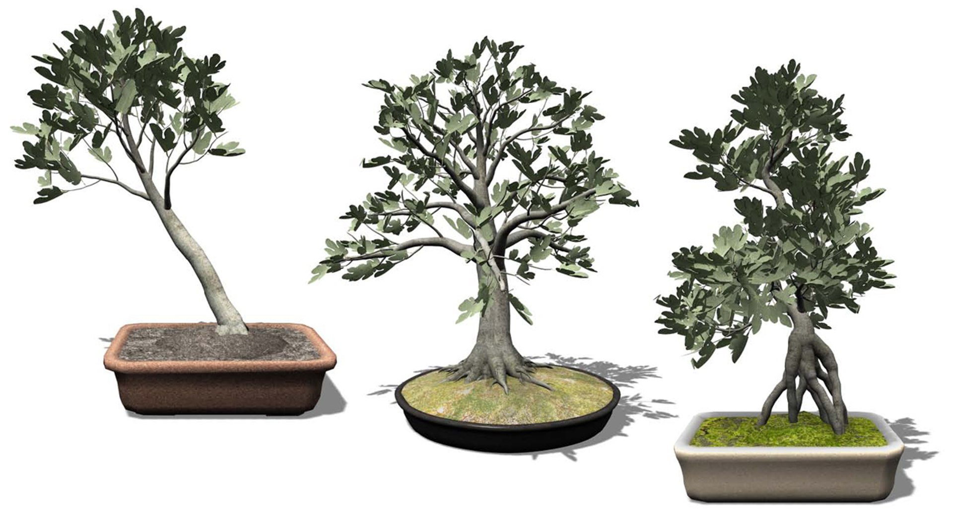 Fig Tree 3d Model