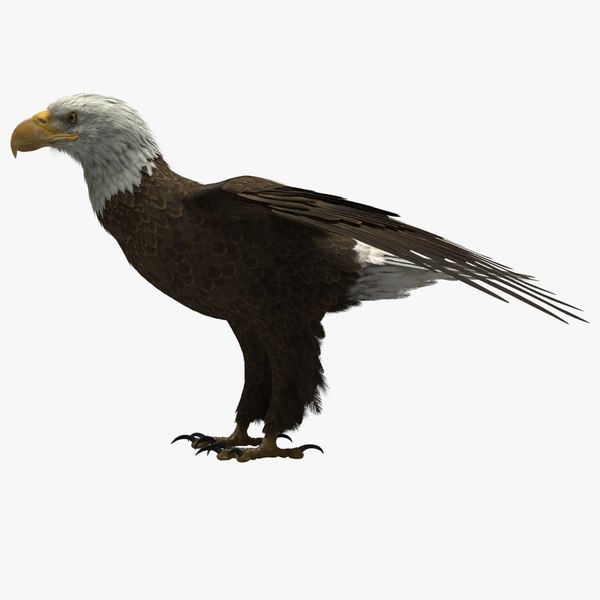 Free 3D Eagle Models | TurboSquid