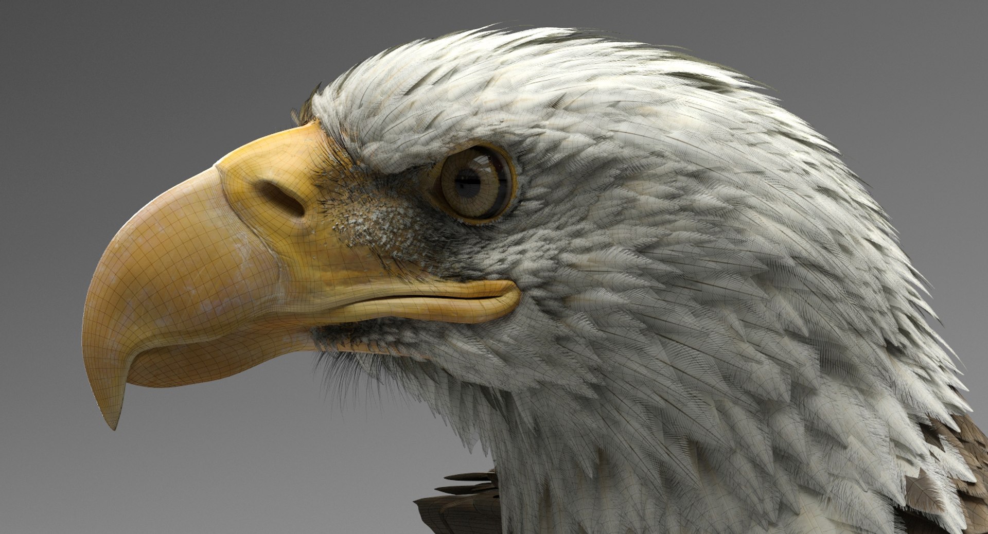 3D Model American Eagle - TurboSquid 1163246