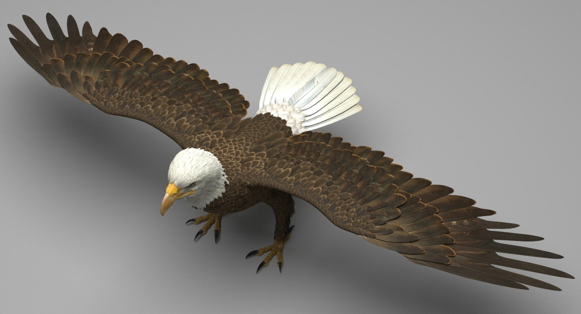 3D Model American Eagle - TurboSquid 1163246