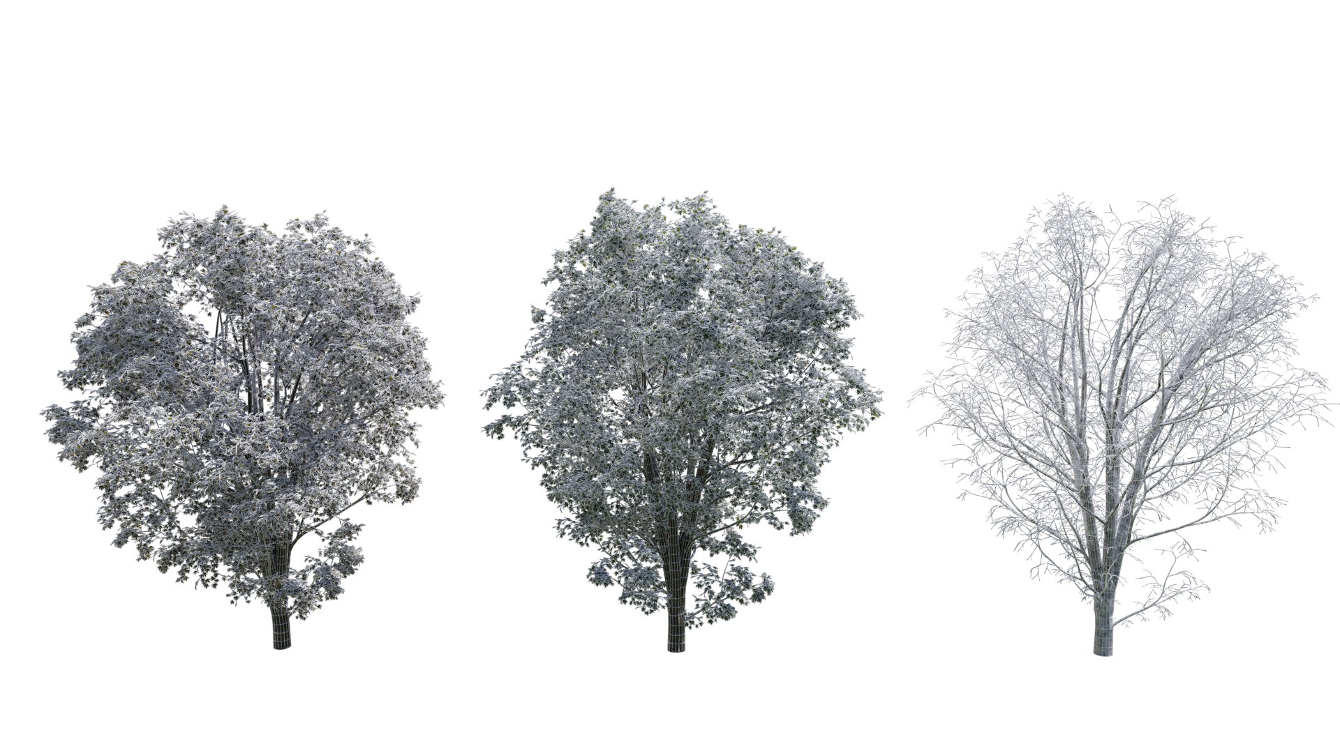 Maple Tree Seasons 3D Model - TurboSquid 1788288