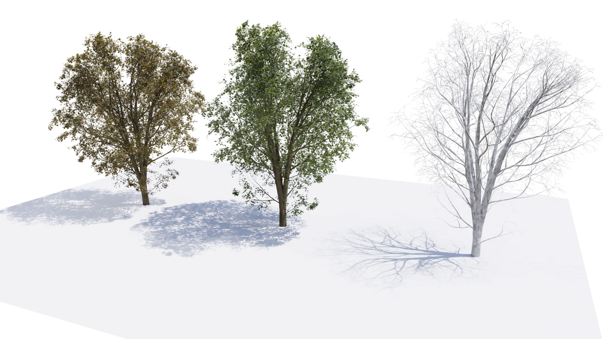 Maple Tree Seasons 3D Model - TurboSquid 1788288