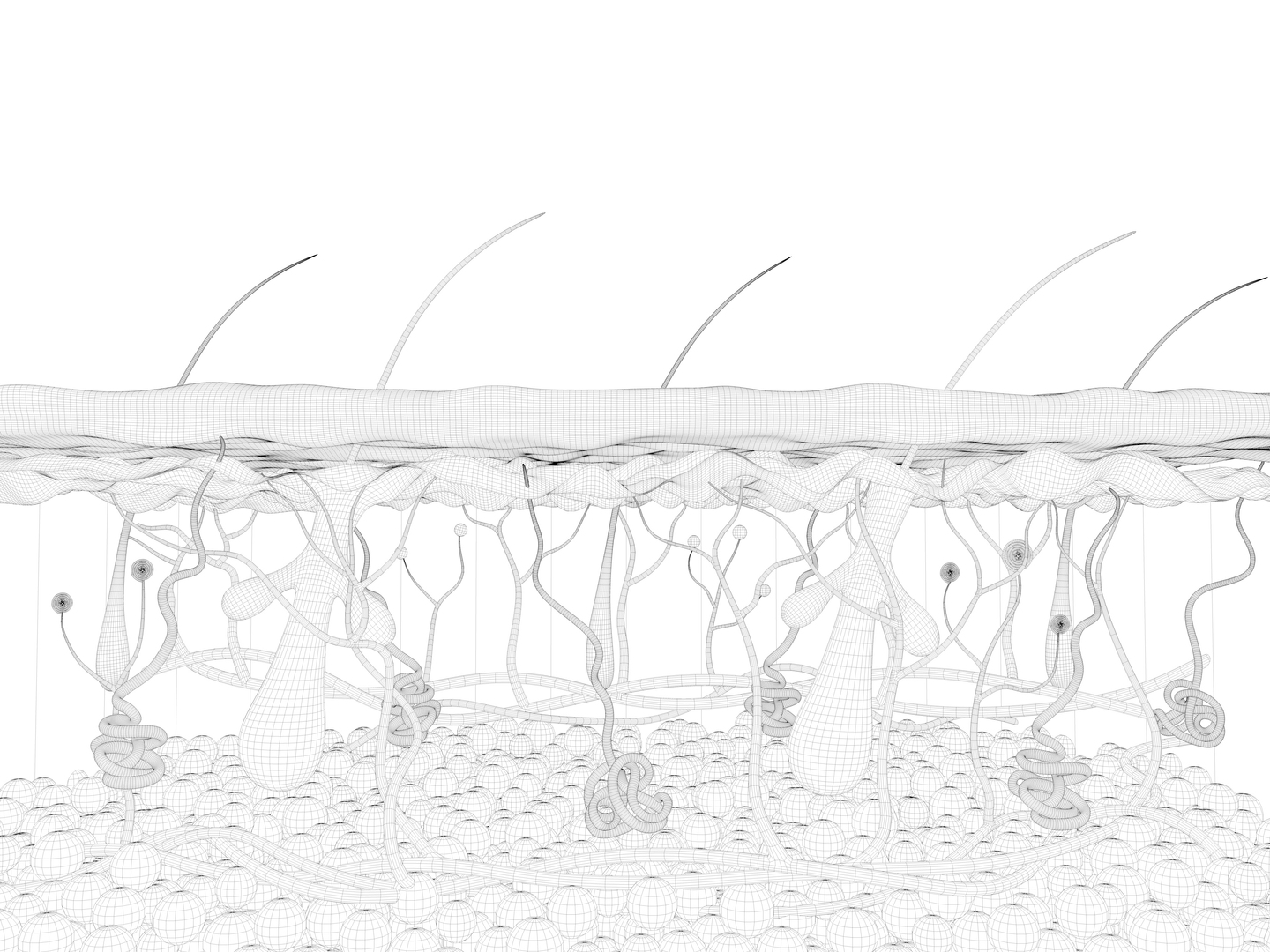 3d Skin Cross Section Turbosquid 2005707
