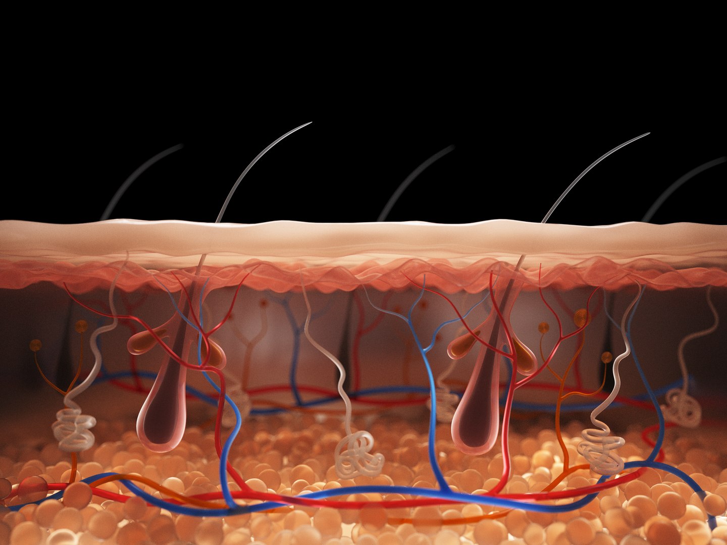 3D Skin Cross Section - TurboSquid 2005707