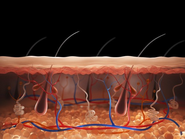 Integumentary System 3D Models for Download | TurboSquid